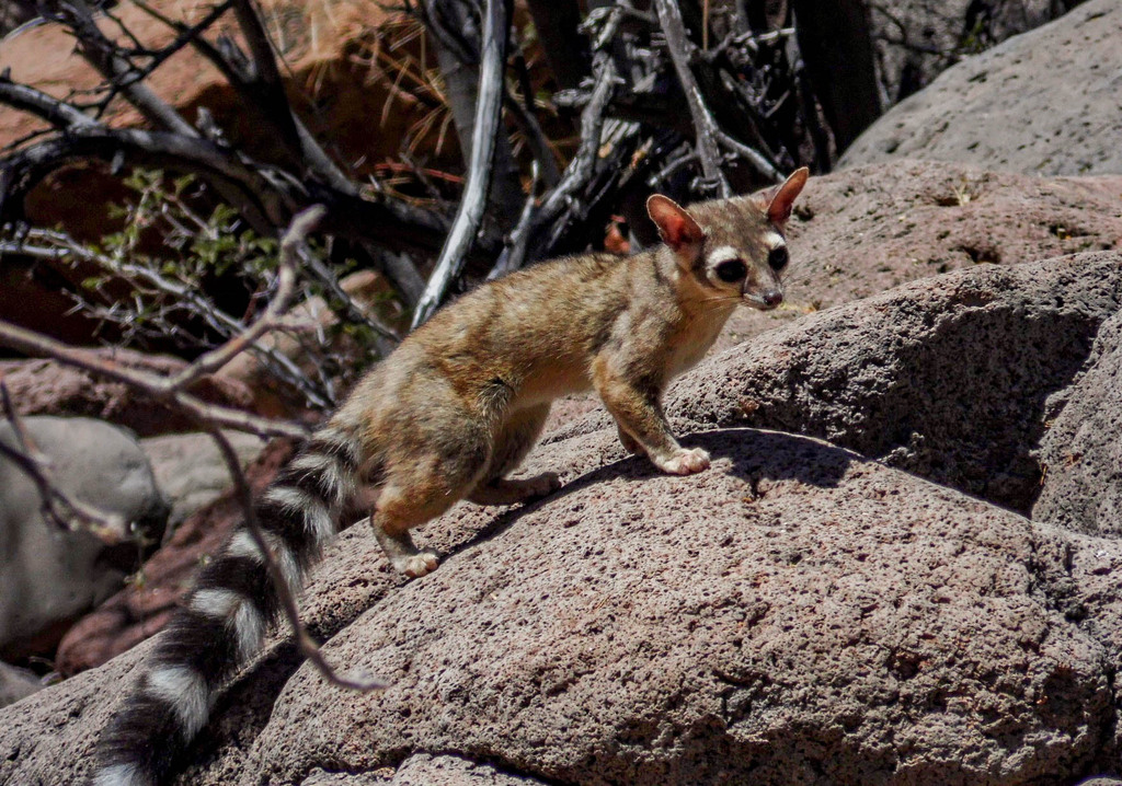 Ringtail from Comondú, B.C.S., México on May 31, 2023 at 07:30 PM by ...