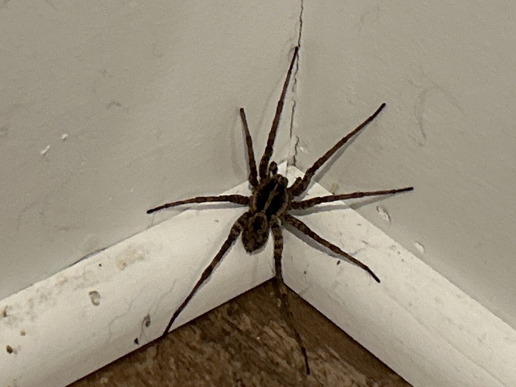 Georgia Wolf Spider from Kendall Rd, Crownsville, MD, US on September ...