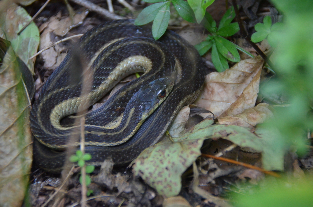 Common Garter Snake from Boston Heights, OH, USA on September 11, 2023 ...
