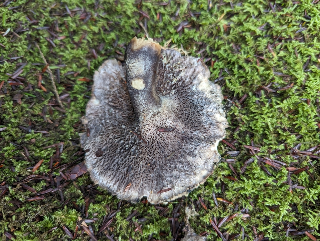 blue polypore in September 2023 by Tim Best · iNaturalist