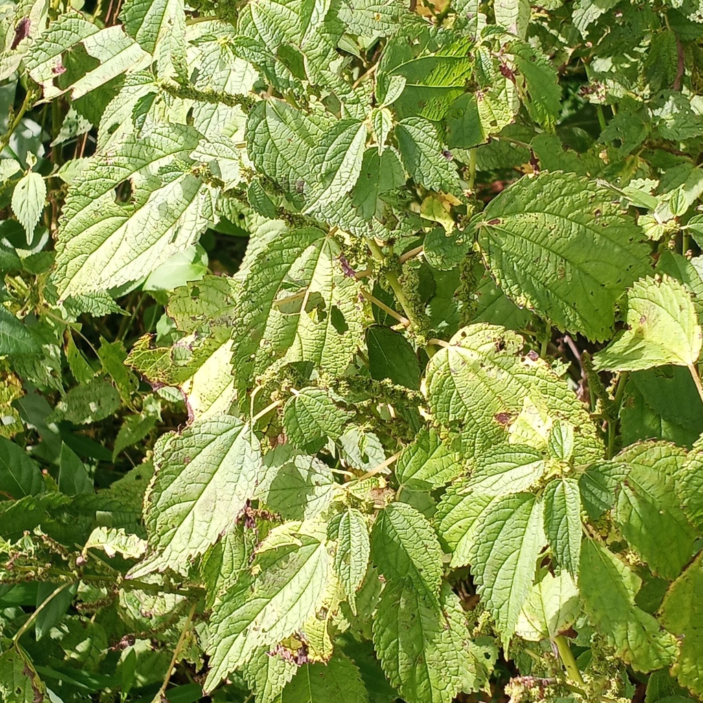 false nettle from Caroline, Maryland, United States on September 11 ...