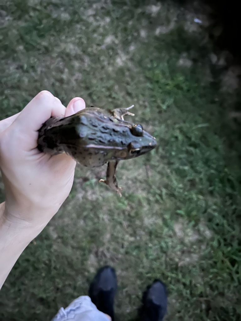 Southern Leopard Frog from Bass Lake Rd, Holly Springs, NC, US on ...