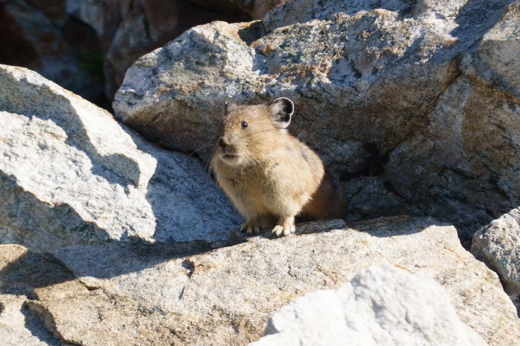 American Pika from Chelan County, WA, USA on September 10, 2023 at 10: ...