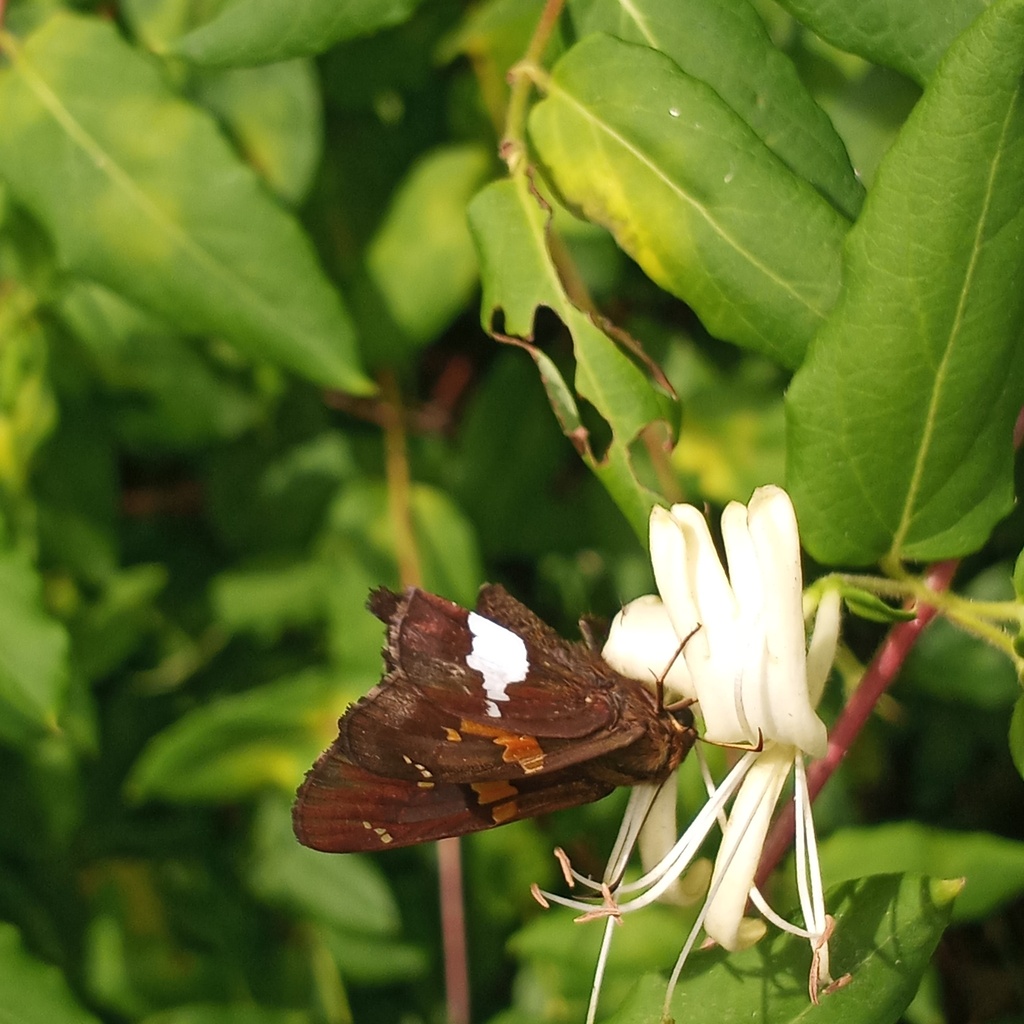 Silver-spotted Skipper from Caroline County, MD, USA on September 11 ...