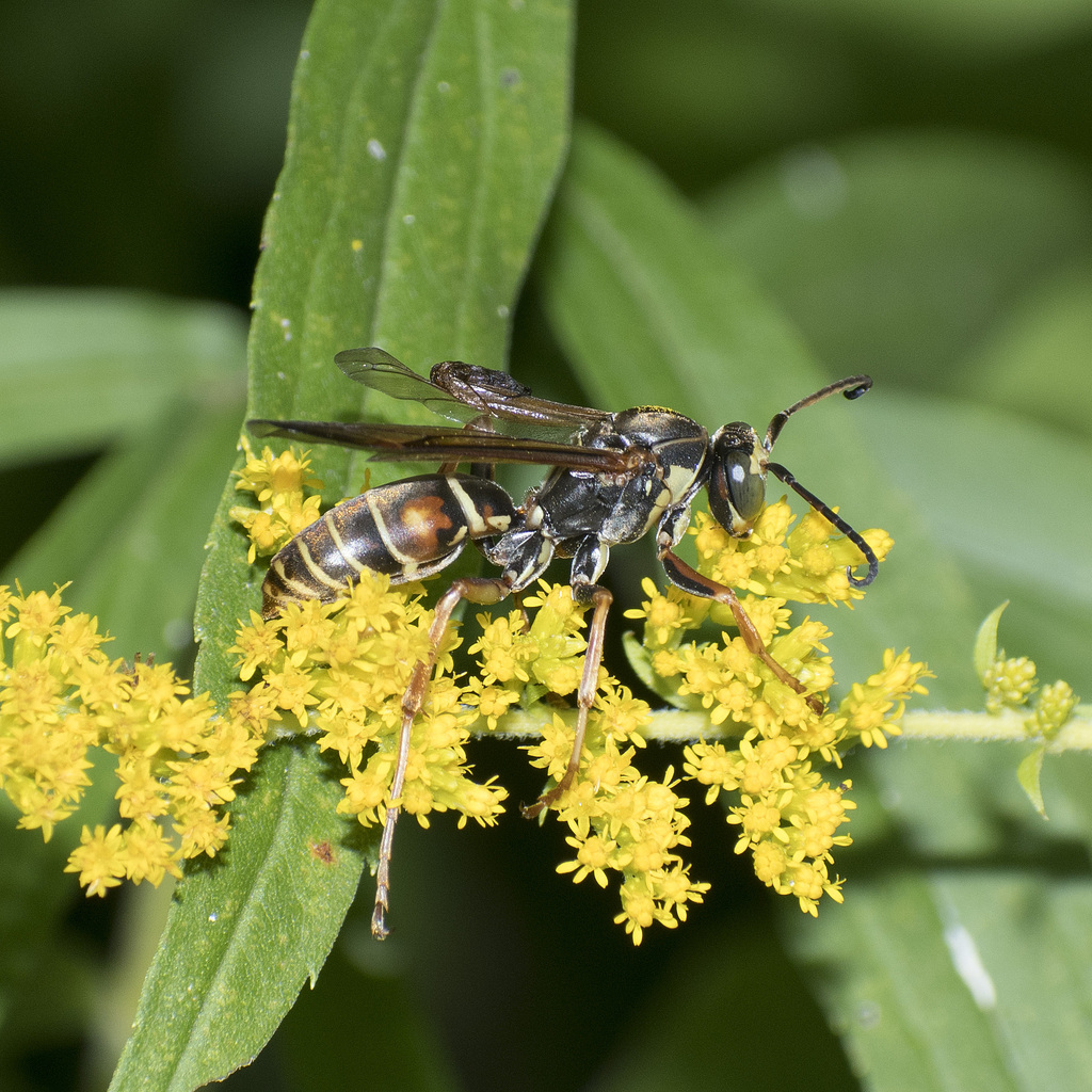 Northern Paper Wasp from Montgomery County, OH, USA on September 4 ...