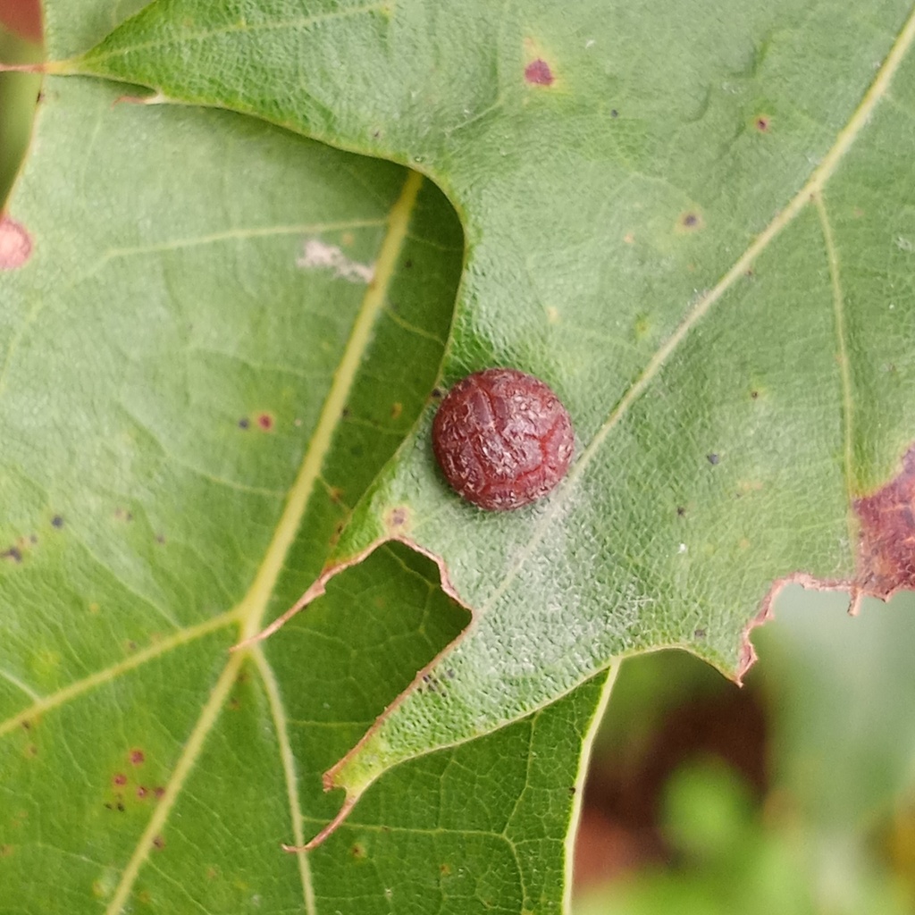 Oak Leaf Gall Midge from Caroline County, MD, USA on September 11, 2023 ...