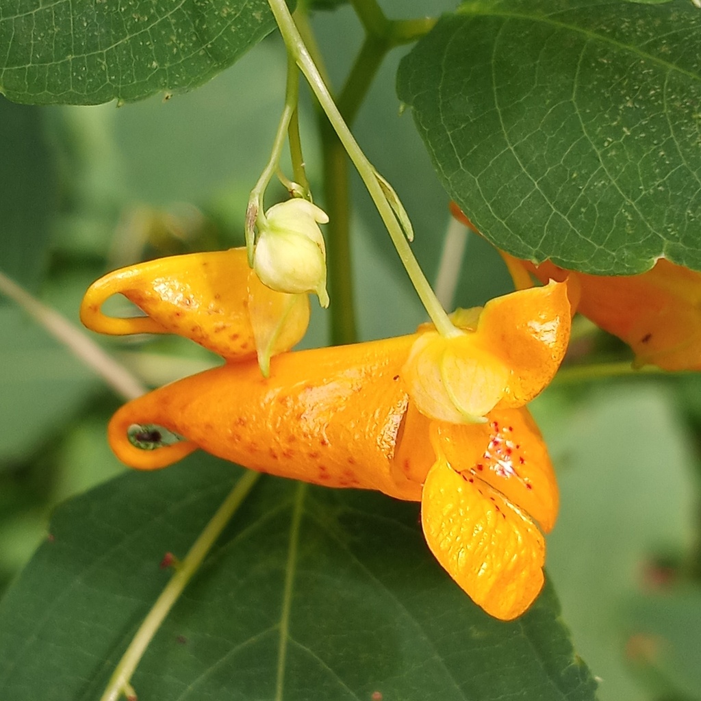 common jewelweed from Caroline County, MD, USA on September 11, 2023 at ...