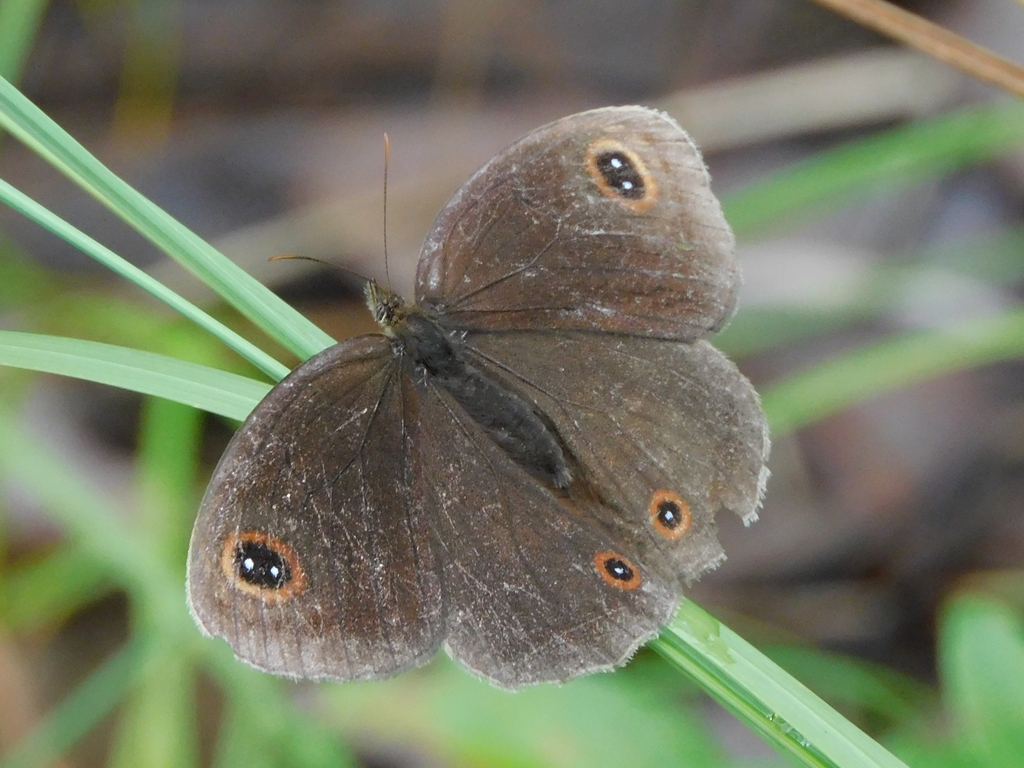 Himalayan Arguses from Mukteshwar, Uttarakhand, India on September 11 ...