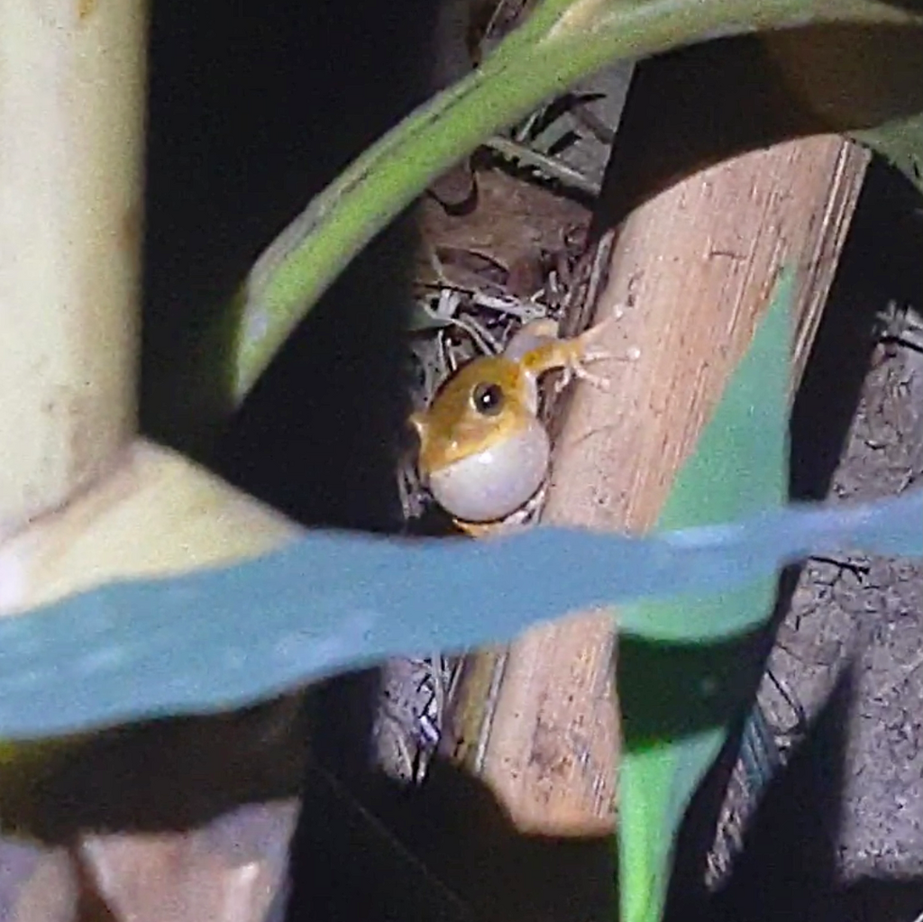 Banana Tree Dwelling Frog from Cañón del Melococho, Carmen de Viboral ...