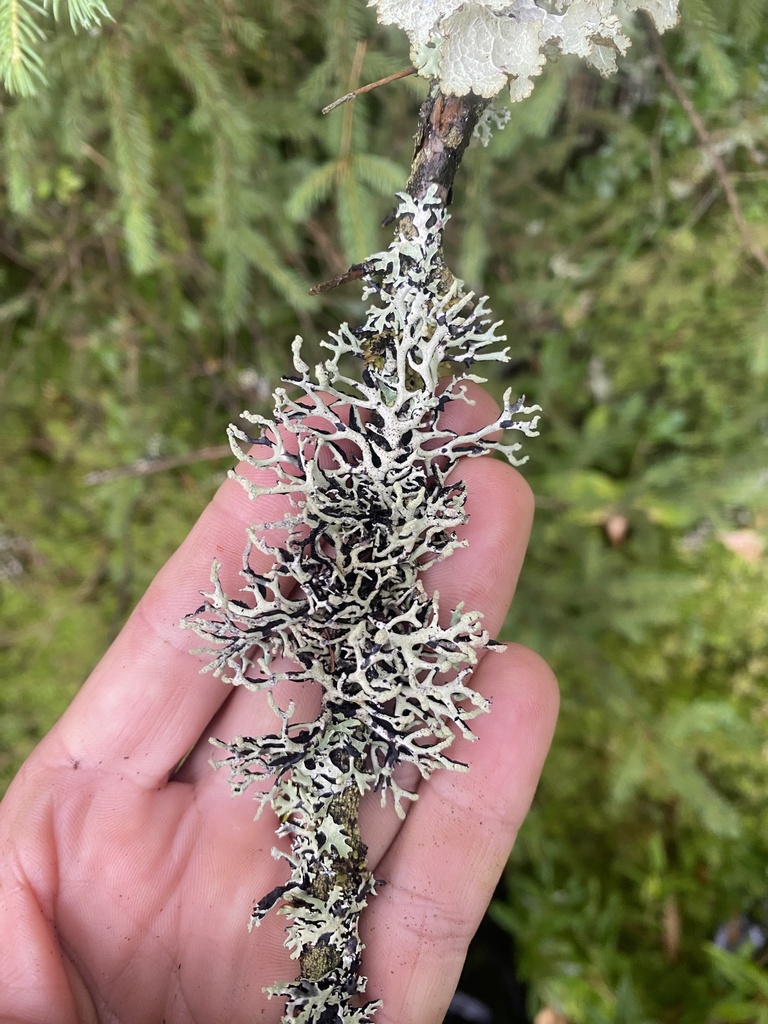 Powder-headed Tube Lichen from Ottawa National Forest, Watton, MI, US ...