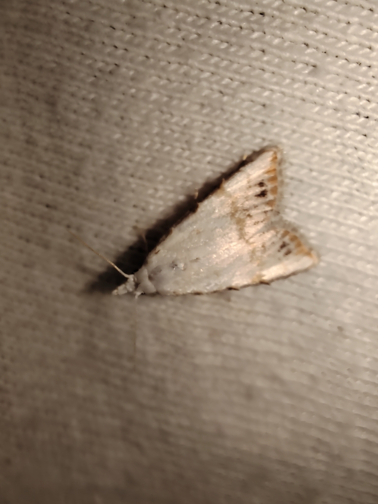 Sorghum Webworm Moth from Buchanan, TN 38222, USA on September 11, 2023 ...