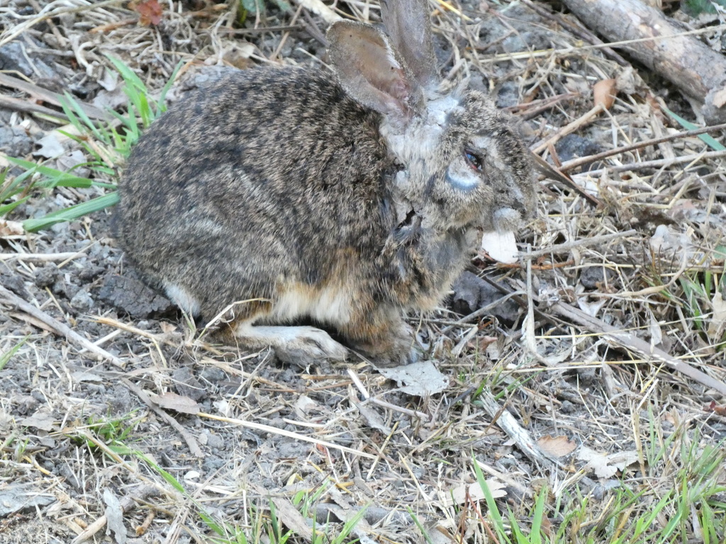 Brush Rabbit from Capitola, CA, USA on September 11, 2023 at 03:49 PM ...