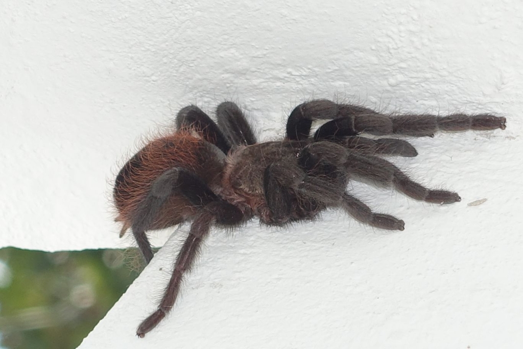 Yucatán Rust-rump Tarantula in July 2018 by Made of Stardust · iNaturalist