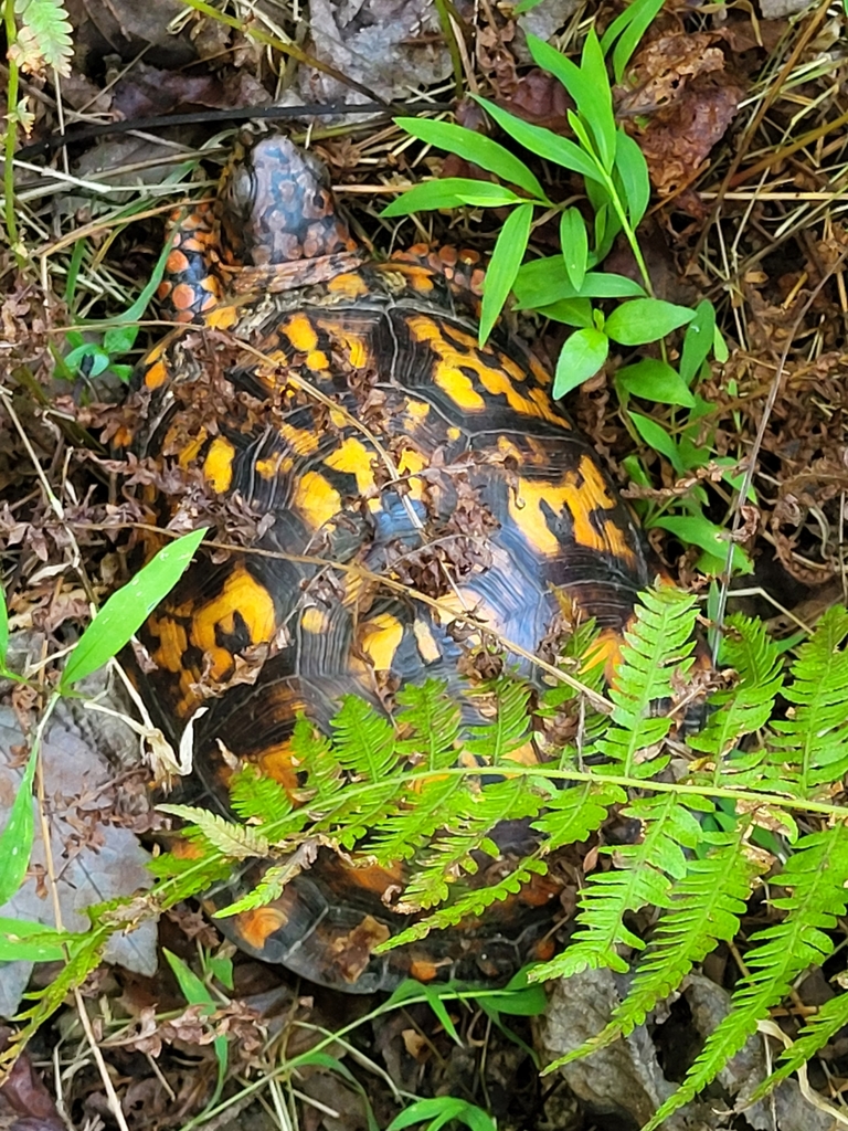 Common Box Turtle in September 2023 by Danica · iNaturalist