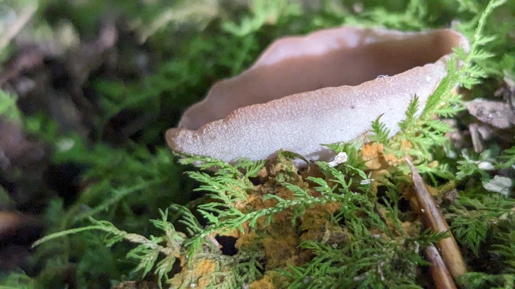 Peziza griseorosea from Hoopes' Farm, 1086 Township Rd. 197 NE ...