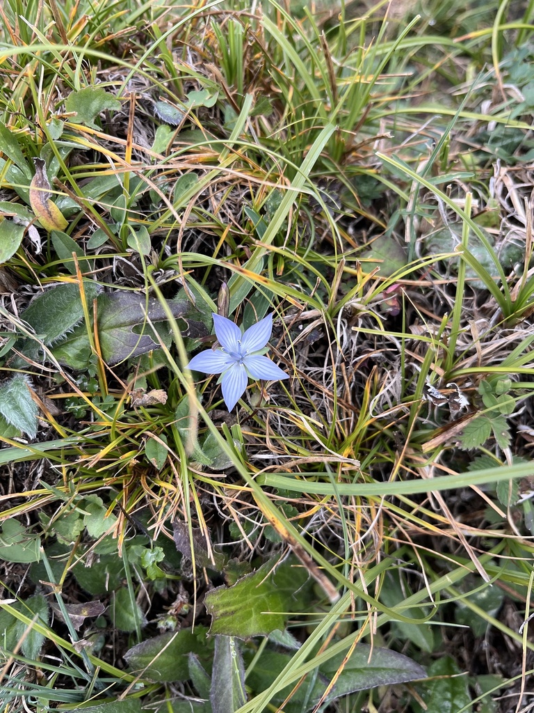 blue feltwort from 五台山风景名胜区, 忻州市, 山西省, CN on September 10, 2023 at 11: ...