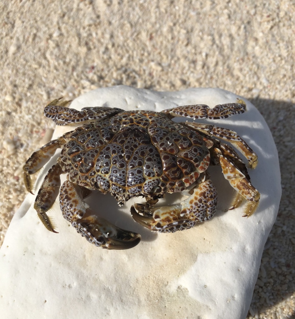 Killer Crab from Browse Island Nature Reserve, Western Australia, WA ...