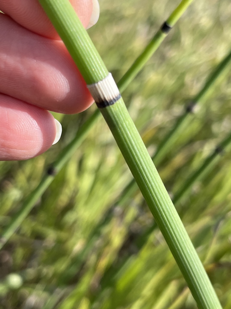scouring rush from Redwood Cty, MN, US on August 26, 2023 at 03:32 PM ...