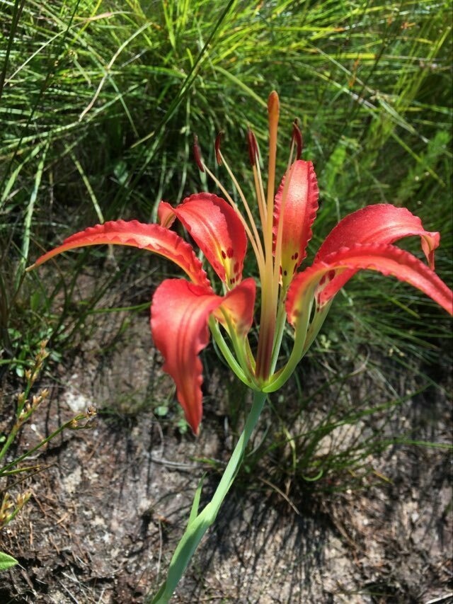 Pine lily from Baldwin County, AL, USA on September 11, 2023 at 10:10 ...
