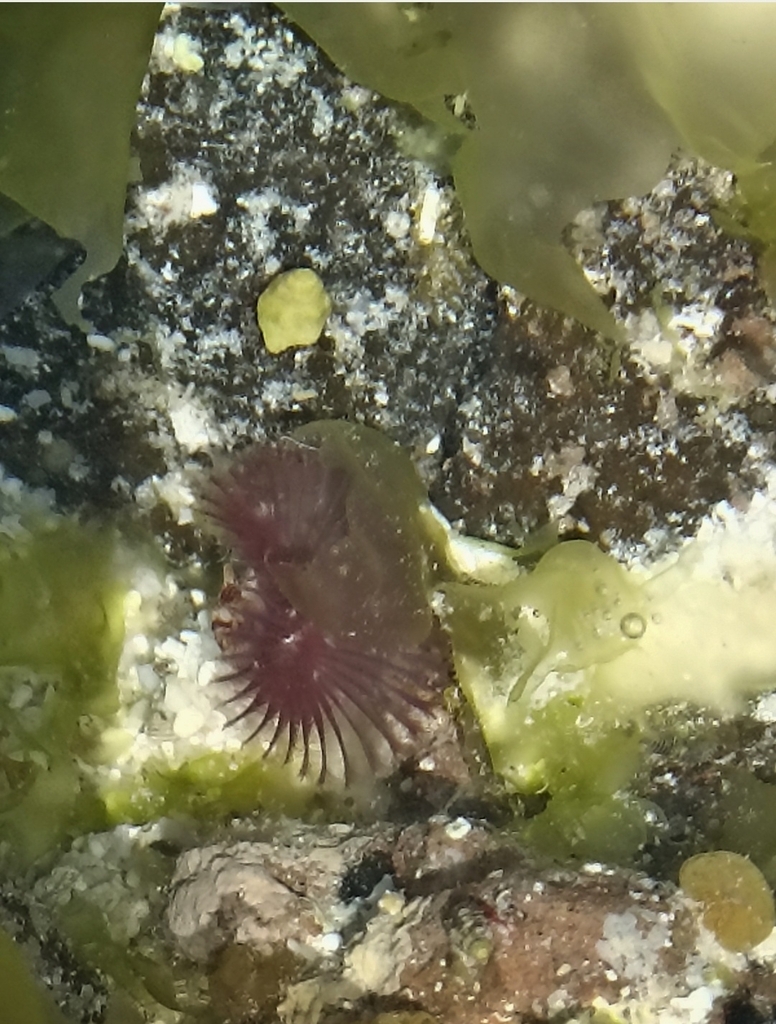 Polychaete Worms from México on April 29, 2023 at 11:48 PM by Jennifer ...