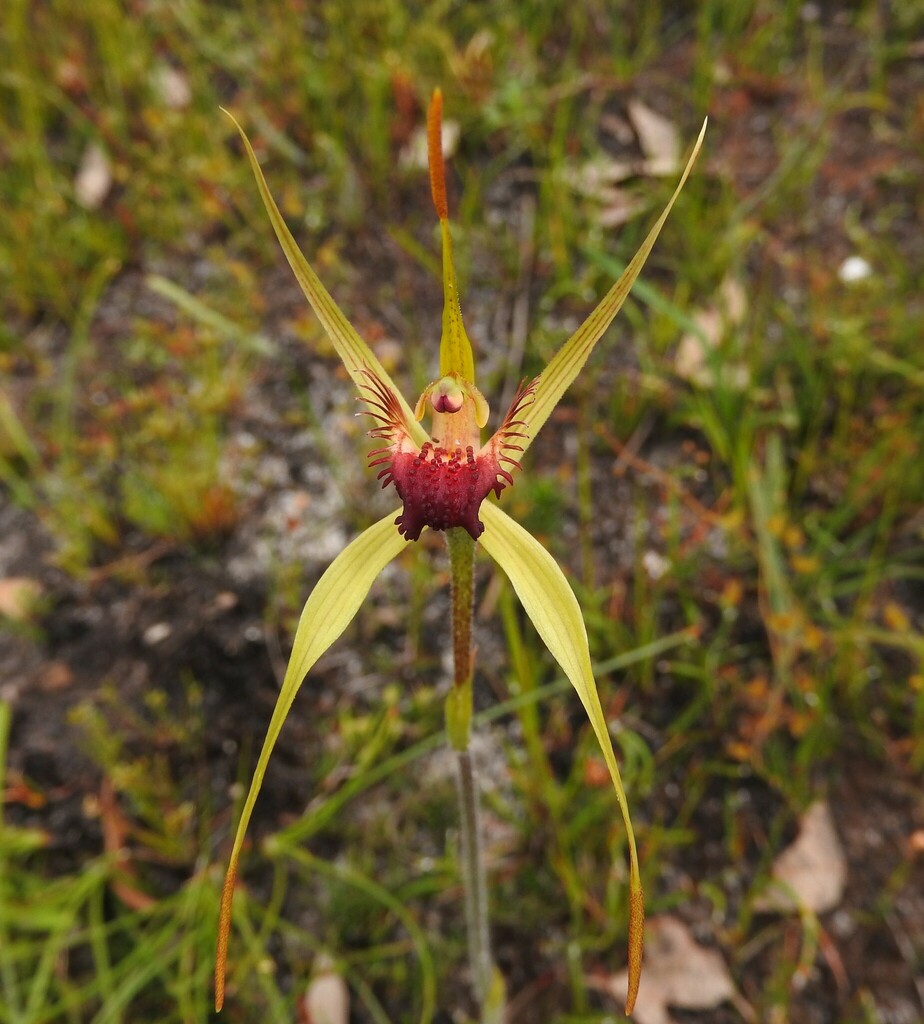 King Spider Orchid in October 2020 by ramcad1 · iNaturalist