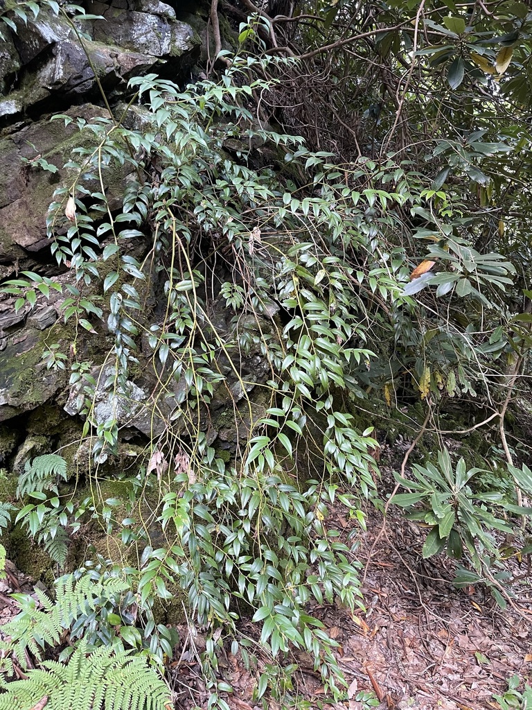 Mountain Doghobble (Shrubs of Appalachia) · iNaturalist