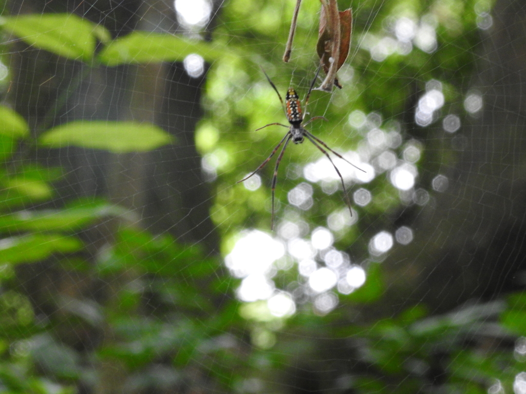 Batik Golden Web Spider from Lim Chu Kang, Singapore on September 11 ...