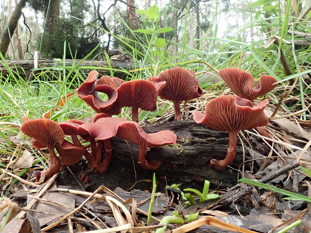 Burgundy Wood Tubaria in February 2020 by kangalf · iNaturalist