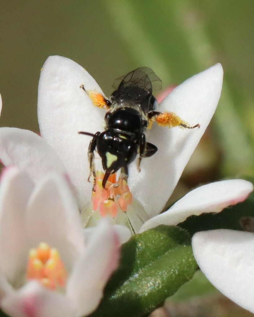 Black Reed Bees from Sydney NSW, Australia on August 28, 2023 at 12:48 ...