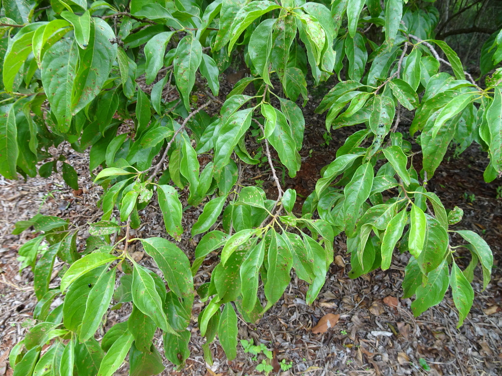 Turraea pubescens from Forty Mile QLD 4872, Australia on February 15 ...