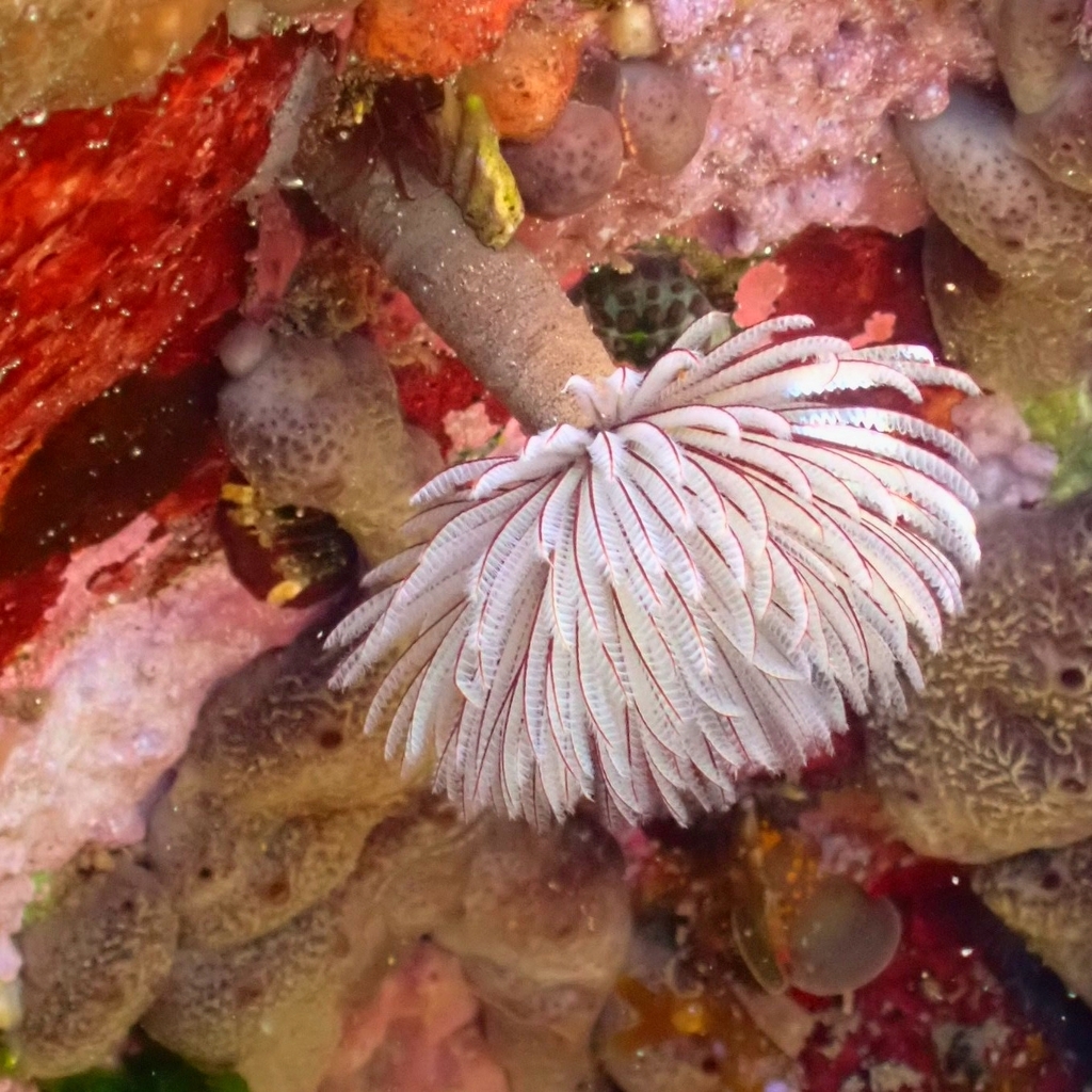 Southern Fanworm from Woody Head NSW 2466, Australia on September 12 ...
