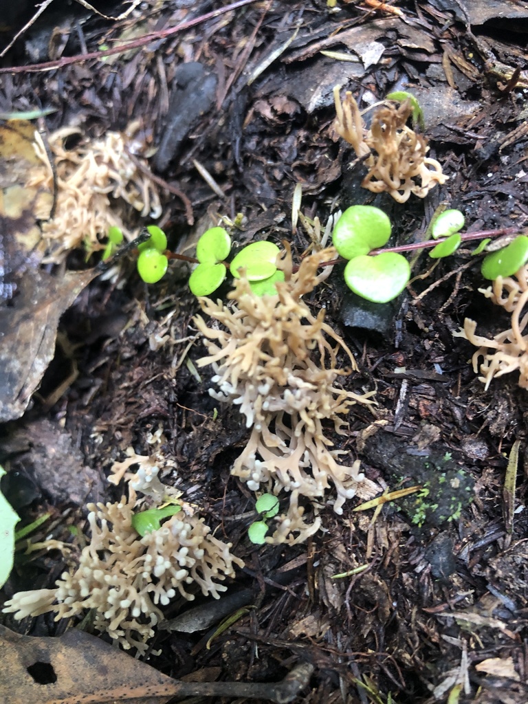 Trechispora from North Island, Kaeo, Northland, NZ on August 24, 2023 ...