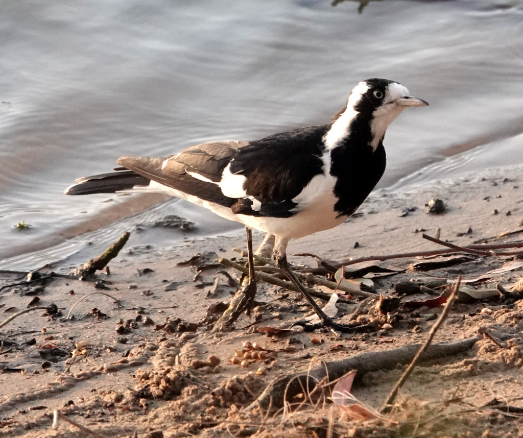 Magpie-lark from St George QLD 4487, Australia on September 5, 2023 at ...