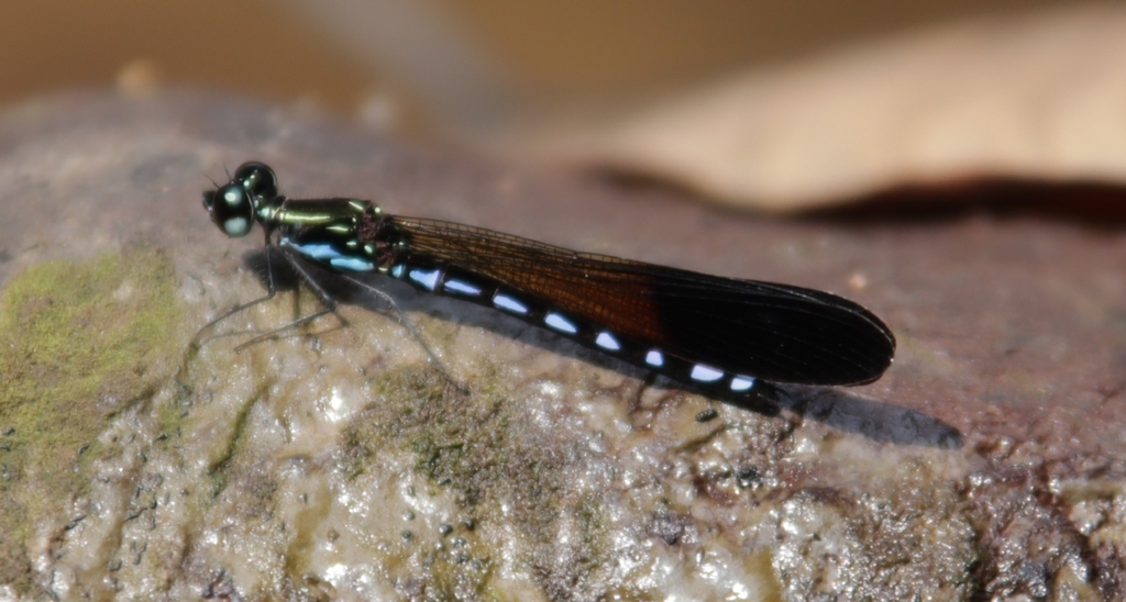 Rhinocypha viola from V9XJ+5MF, Tumbang Olong, Uut Murung, Murung Raya ...