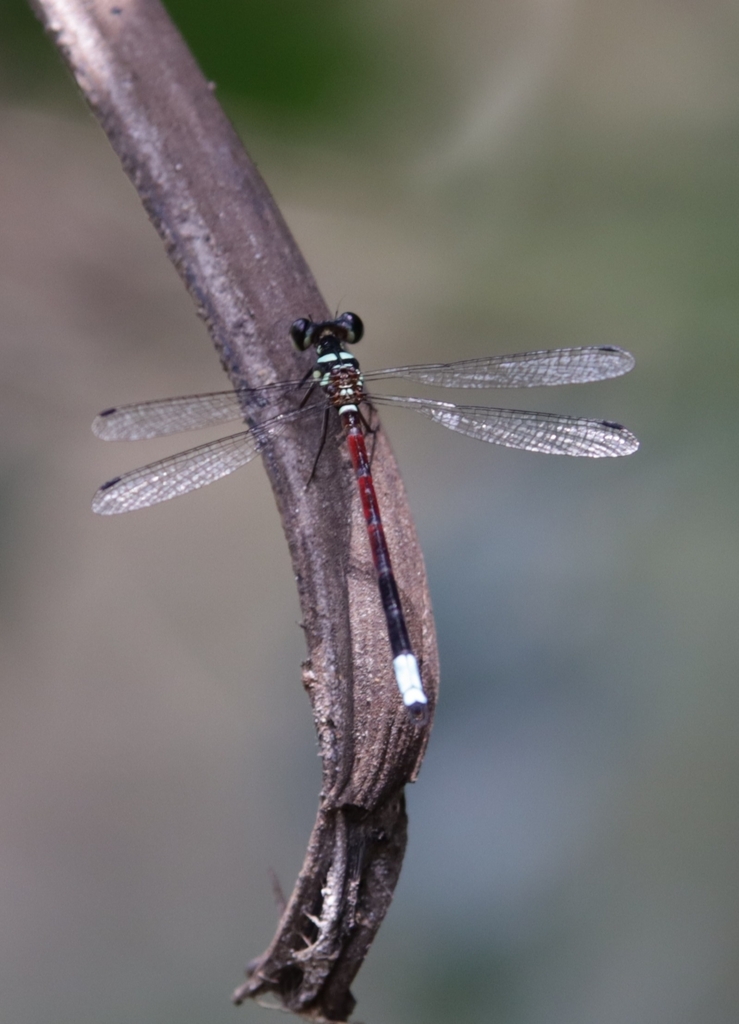 Rhinagrion borneense from V9XJ+5MF, Tumbang Olong, Uut Murung, Murung ...