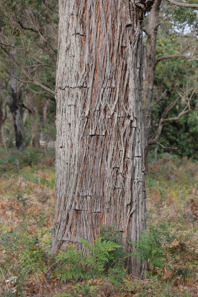 White Stringybark from Hillside VIC 3875, Australia on September 12 ...