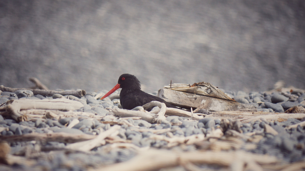 Variable Oystercatcher from Ingles Bay, Canterbury, NZ on September 11 ...