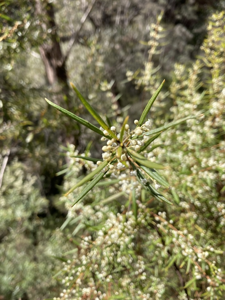 Logania albiflora from Blue Mountains National Park, Blue Mountains ...
