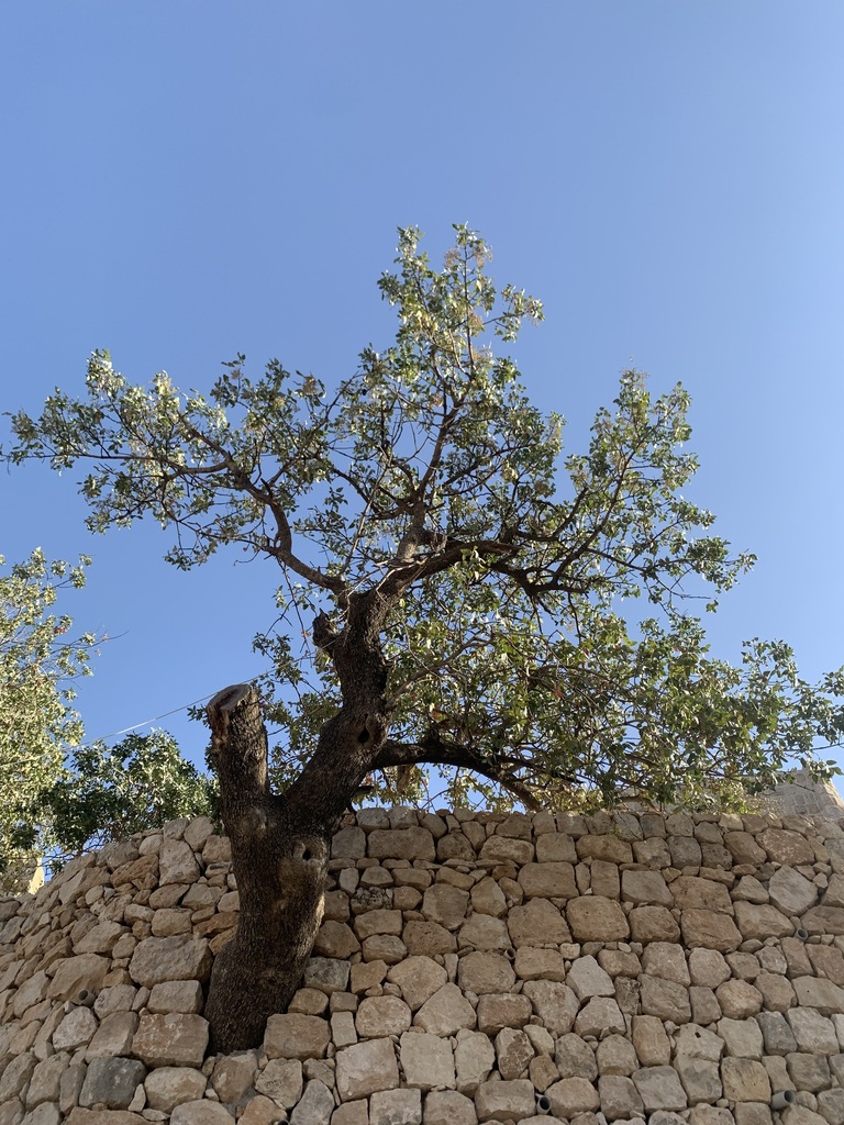 Persian Turpentine Tree from Lalish, Iraq on September 11, 2023 at 04: ...