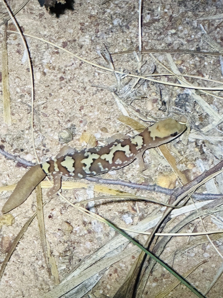 Fine-faced Gecko from Coalseam Conservation Park, Holmwood, WA, AU on ...