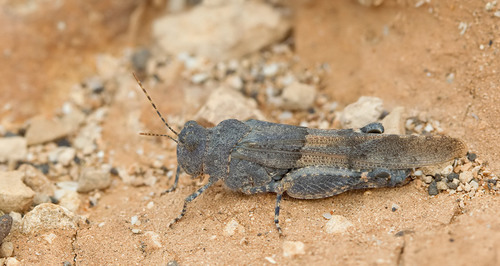 Sphingonotus fuerteventurae · NaturaLista Colombia