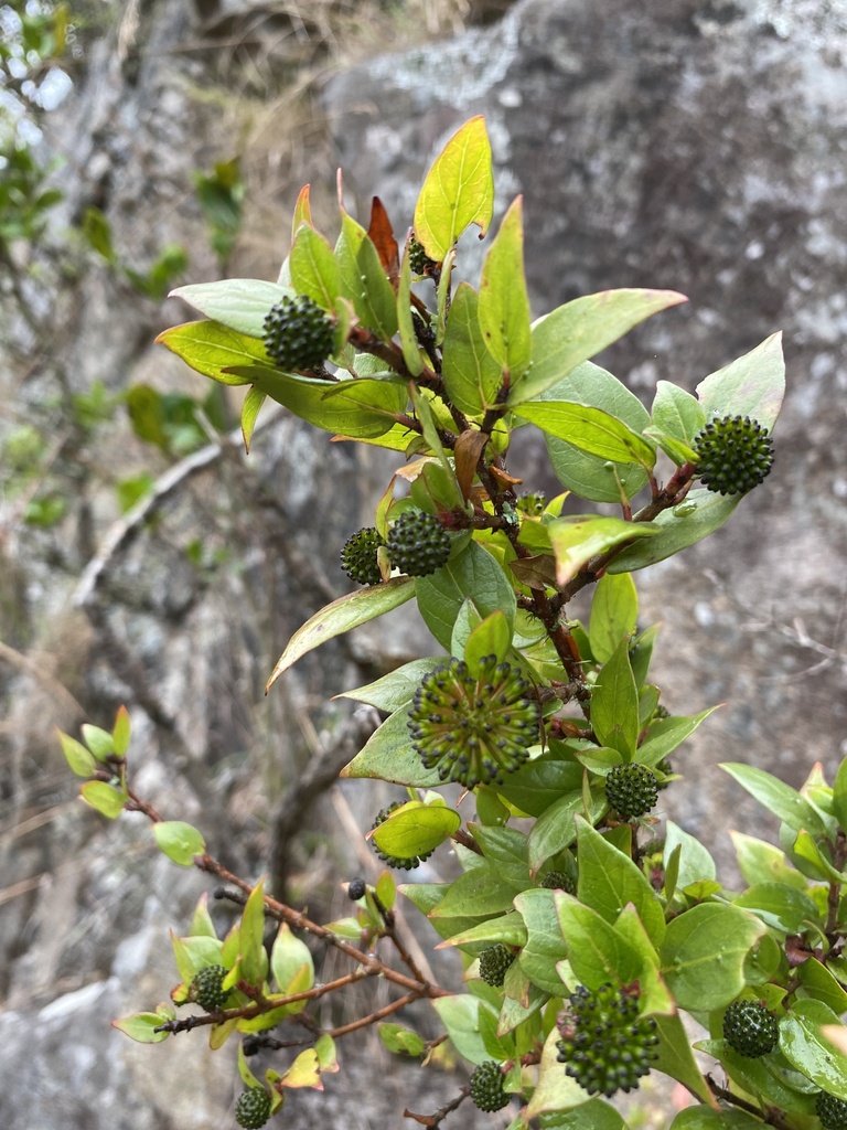 African Strawberry-Tree from City Of Mbombela Rural, MP, ZA on ...