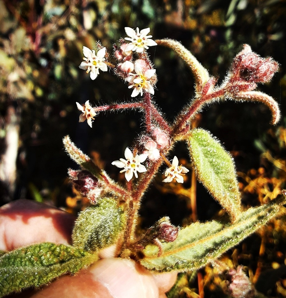 Kerrawang from Gardens of Stone SCA, Cullen Bullen NSW 2790, Australia ...
