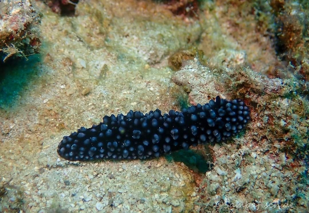 Phyllidiella nigra from 3RMW+JXG, Ko Tao, Ko Pha-ngan District, Surat ...