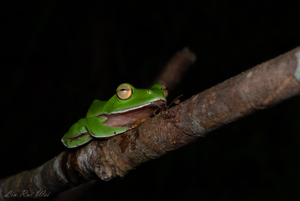 Orange-belly Tree Frog in June 2022 by Liu Rui Wei · iNaturalist