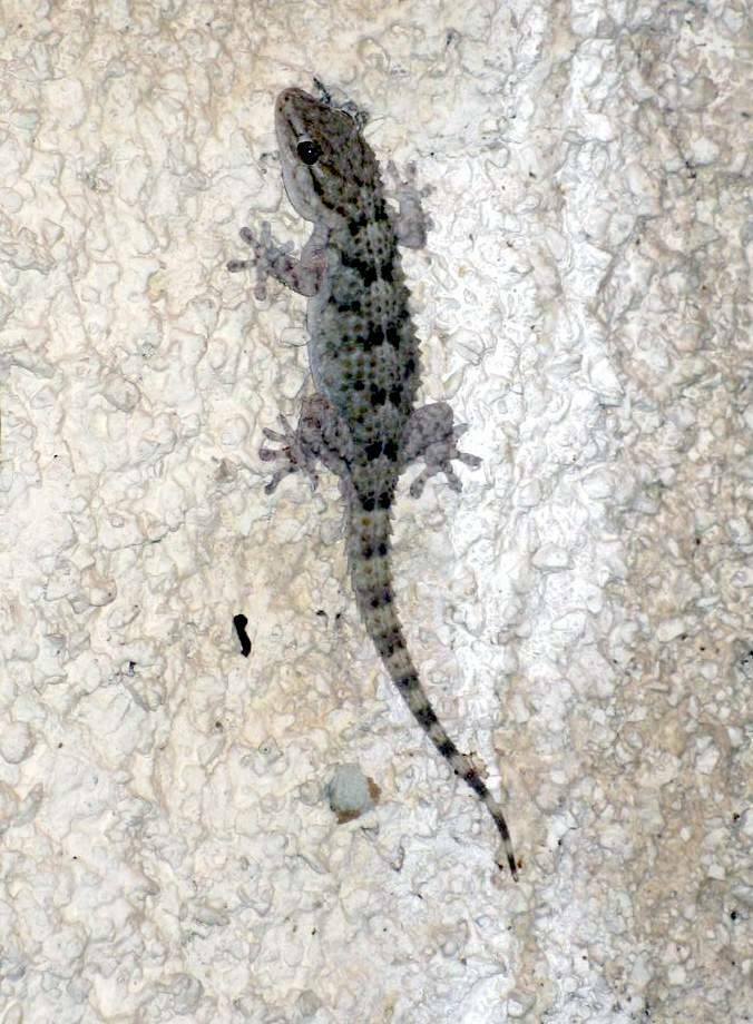 Ringed Wall Gecko from Cairo, Cairo Governorate, Egypt on March 4, 2007 ...