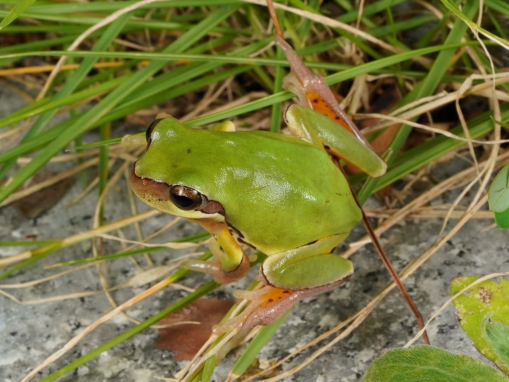 Common Chinese Tree Frog from Lishui, CN-ZJ, CN on August 23, 2023 at ...