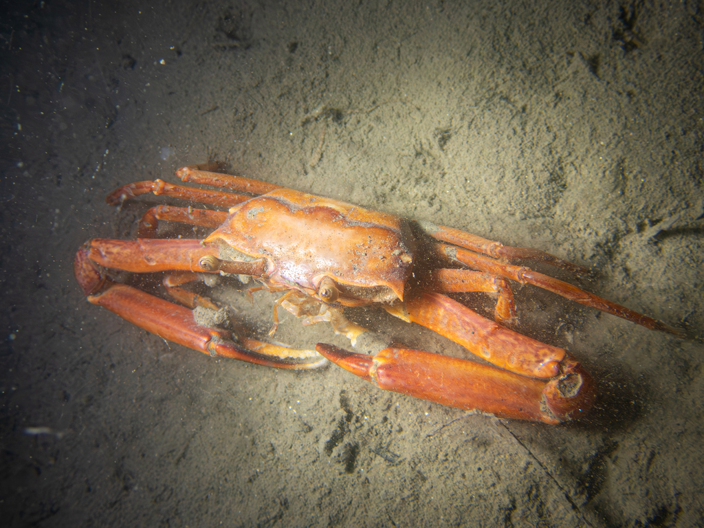 Angular Crab from Gard, Languedoc-Roussillon, FR on August 2, 2023 at ...