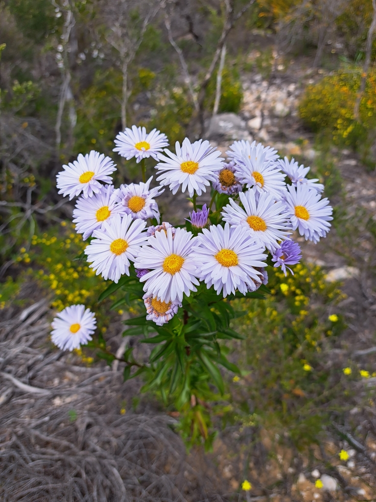 Azure Daisy-bush from Eneabba WA 6518, Australia on September 12, 2023 ...
