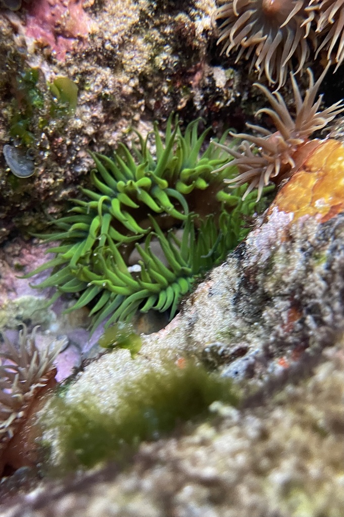 Green snakelock anemone from Tasman Sea, Sandy Beach, NSW, AU on ...